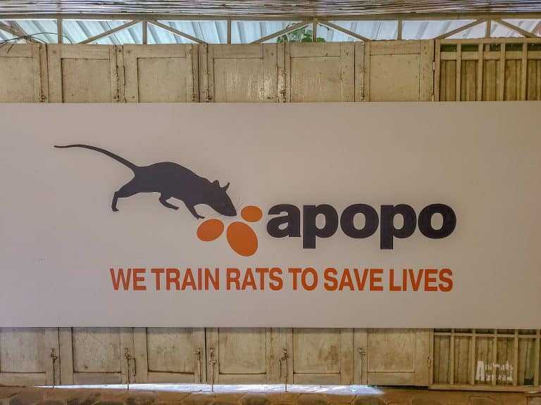 Meeting the Hero Rats: A Family Visit to the Apopo Centre in Siem Reap ...