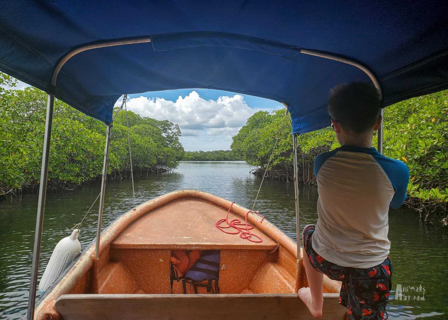 Island Hopping in Bocas del Toro with Kids – Animals Abroad